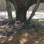 Visit GatorWorld Parks of Florida - 1 mile west of I75 on HWY 44